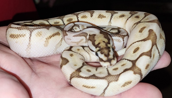 Lesser Bee Het Clown Ball Python by Fawkes Reptiles
