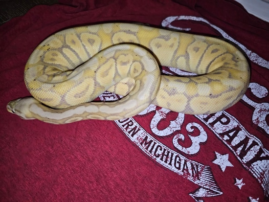 Super Pastel Banana Fire Het Clown Ball Python by Fawkes Reptiles