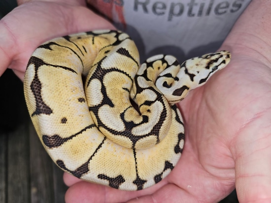 Fire Bee Het Clown Ball Python by Fawkes Reptiles