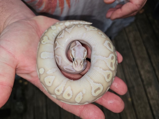 Super Pastel Banana Lesser Het Clown Ball Python by Fawkes Reptiles