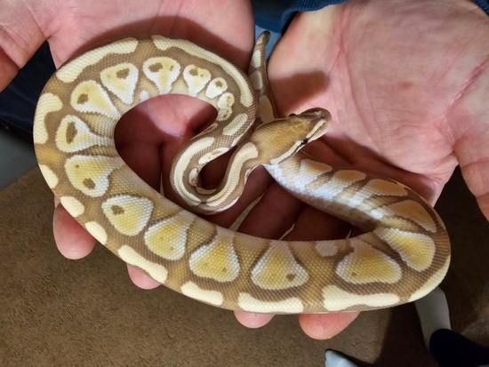 Pastel Banana Lesser Het Clown Ball Python by Fawkes Reptiles