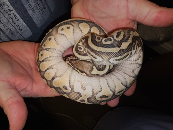 Super Pastel Lesser Het Clown Ball Python by Fawkes Reptiles