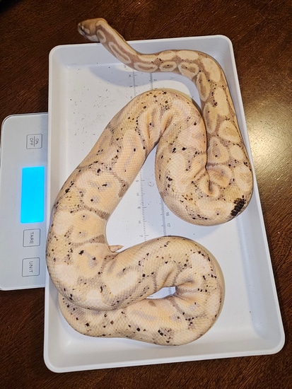 Super Pastel Banana Fire Het Clown Paradox Ball Python by Fawkes Reptiles