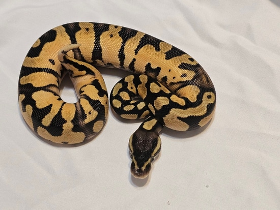 Orange Dream Yellow Belly Pastel 100% Het Pied 50% Het Clown Ball ...