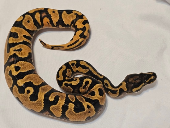Orange Dream Yellow Belly 100% Het Pied 50% Het Clown Ball Python by ...