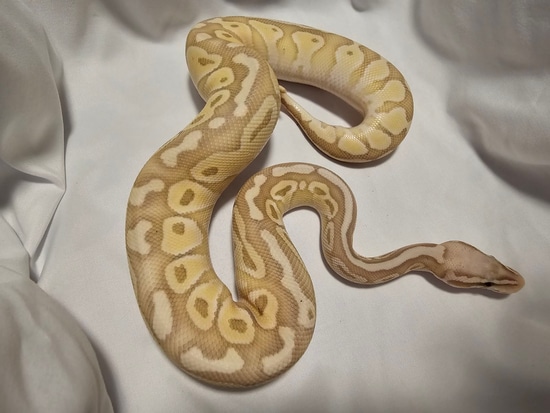 Super Pastel Banana Lesser Het Clown Ball Python by Fawkes Reptiles