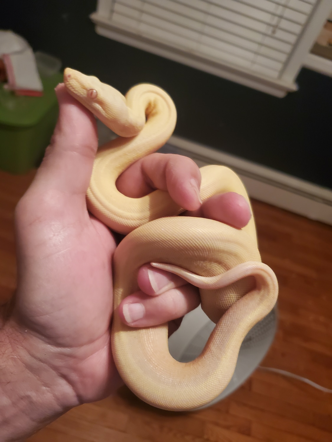 Albino Kahl Sterling Female Boa Constrictor by Interstate Boas ...