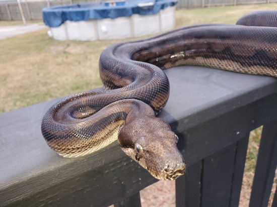 BIG Female Motley Het Blood 6ft Plus 30% OFF Boa Constrictor by ...