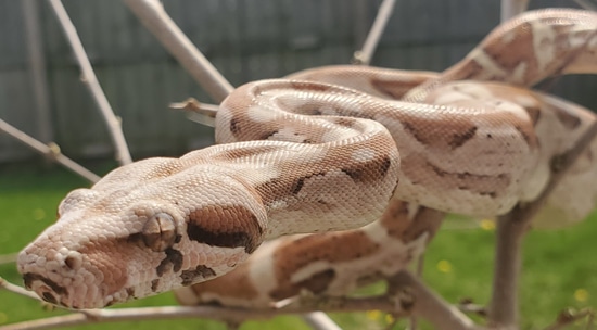 2021 Paraglow Aztec Male Boa Constrictor by Interstate Boas