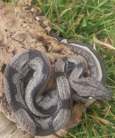 WEEKEND SALE 2023 IMG Fire Jungle Monster Tail Female Boa Constrictor ...