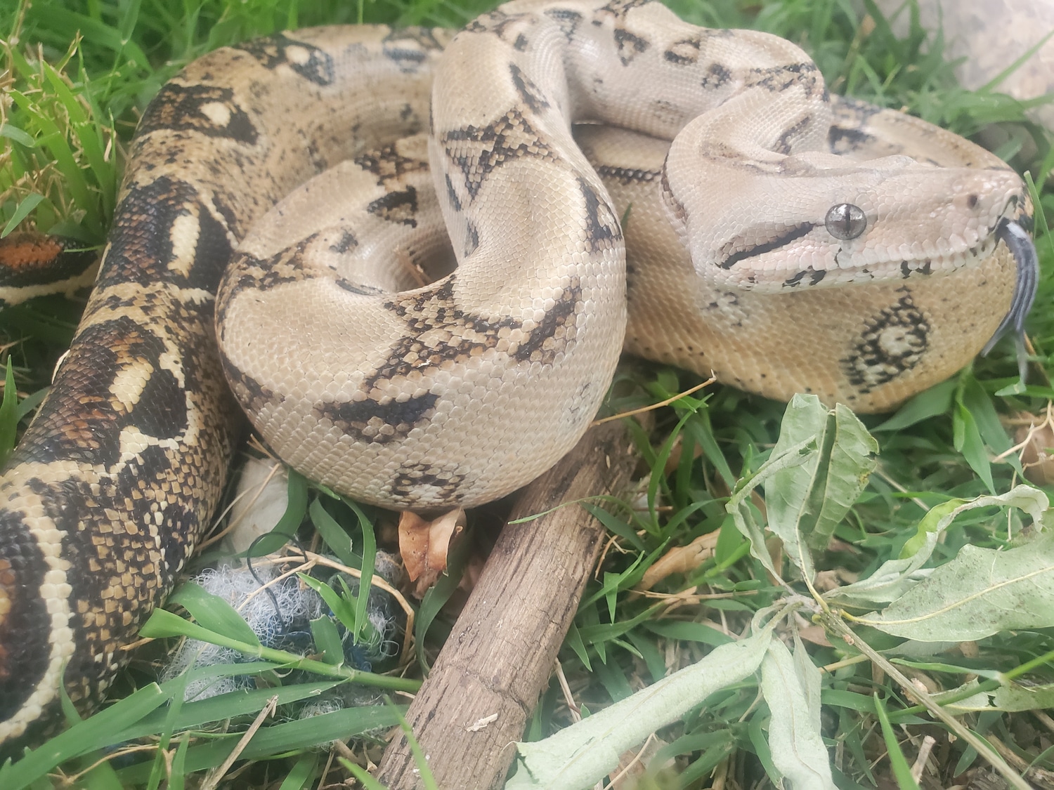 2021 Double Het Blood Leopard Male Boa Constrictor by Interstate Boas ...