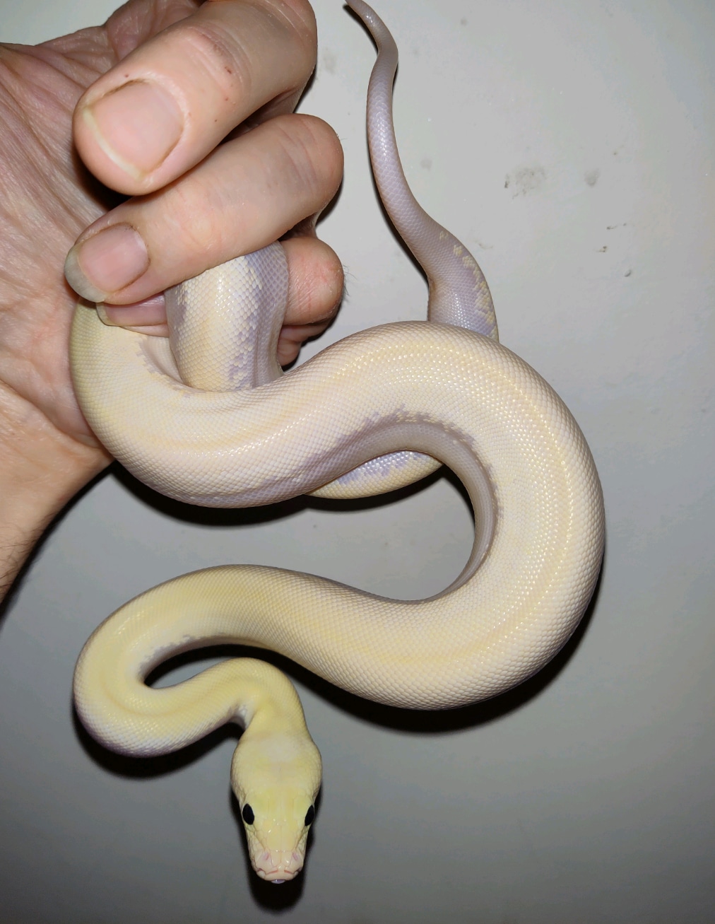 Ivory (Visual Or 100% Het Granite,66%albino) Burmese Python by Snakes ...