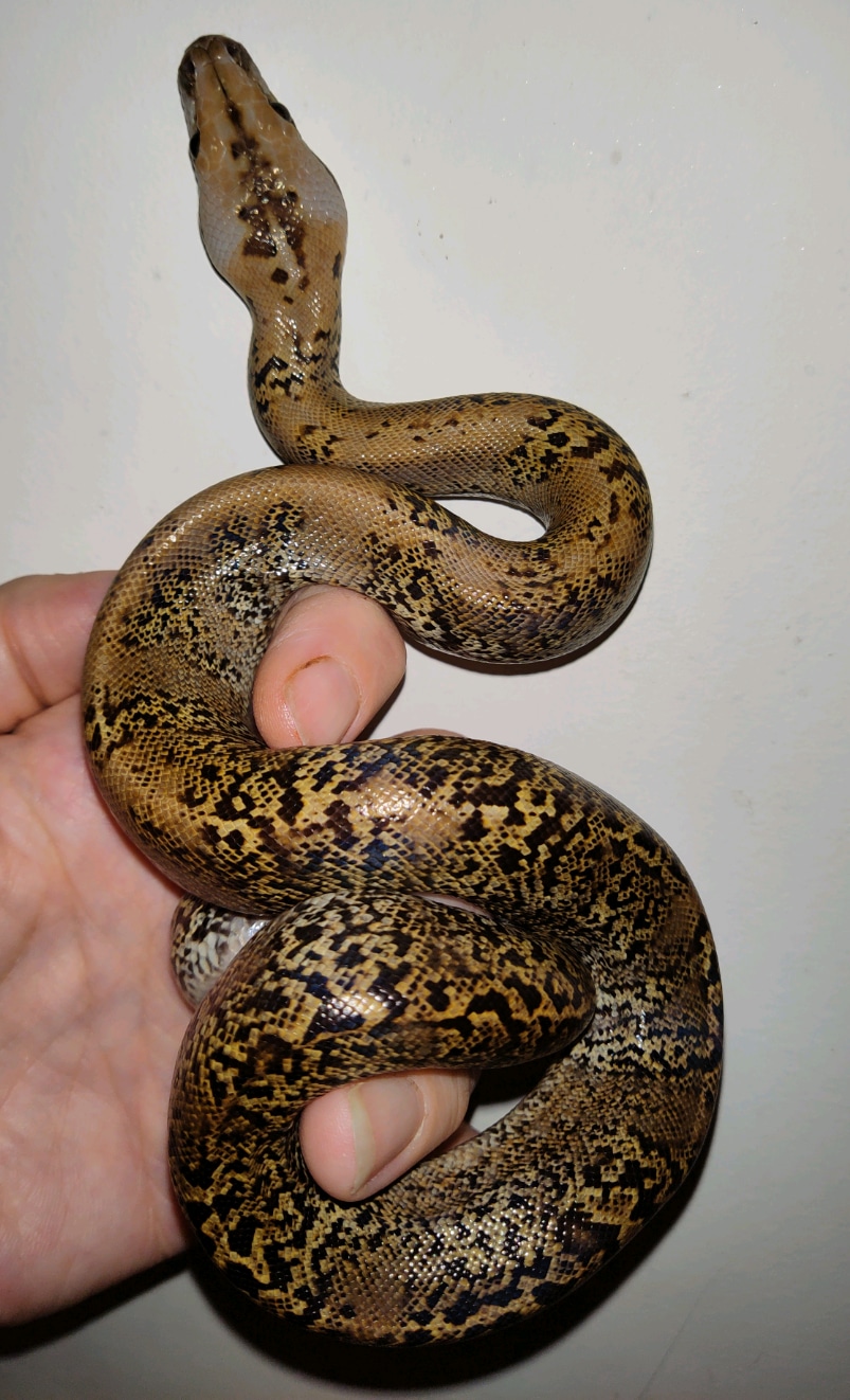 Reduced Granite (66% Het Albino) Burmese Python by Snakes Anonymous - MorphMarket