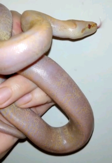Albino Caramel Granite Burmese Python by Snakes Anonymous