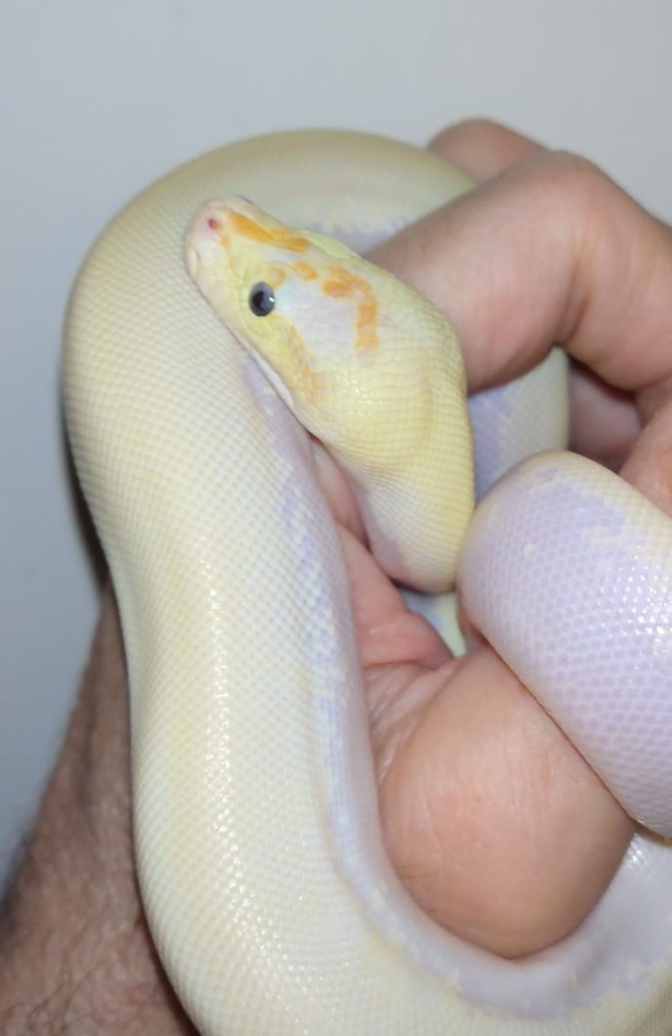 Amazing Ivory Burmese Python by Snakes Anonymous - MorphMarket