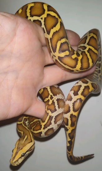 Caramel 66%granite 66%albino Burmese Python by Snakes Anonymous