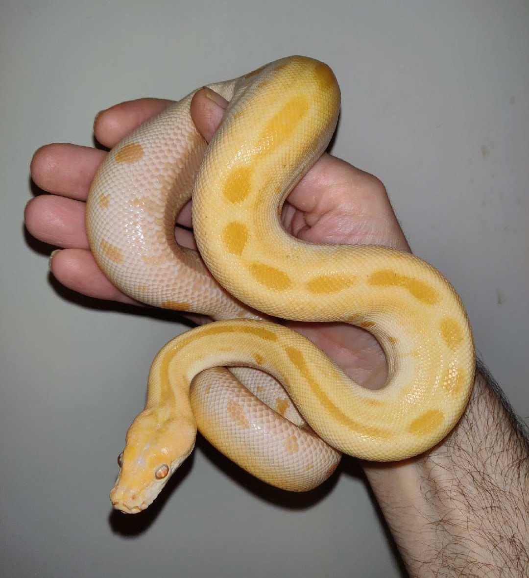Albino Green Burmese Python by Snakes Anonymous - MorphMarket