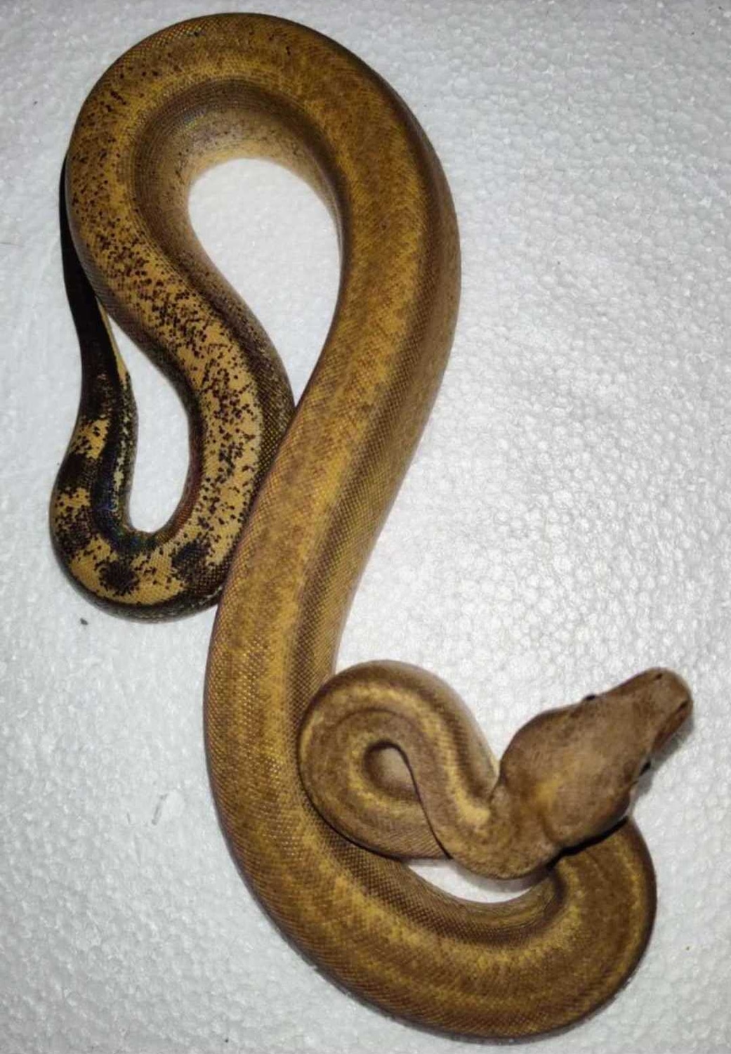 Sterling Male 2021 (50%Kahl) Boa Constrictor by Snakes Anonymous ...