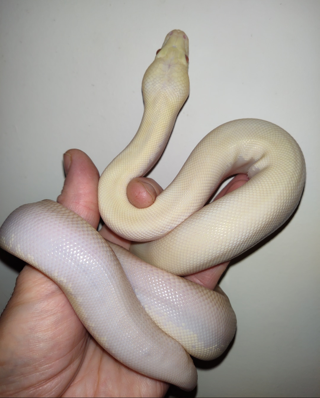 Blizzard (Visual Or 100% Het Granite) Burmese Python by Snakes ...