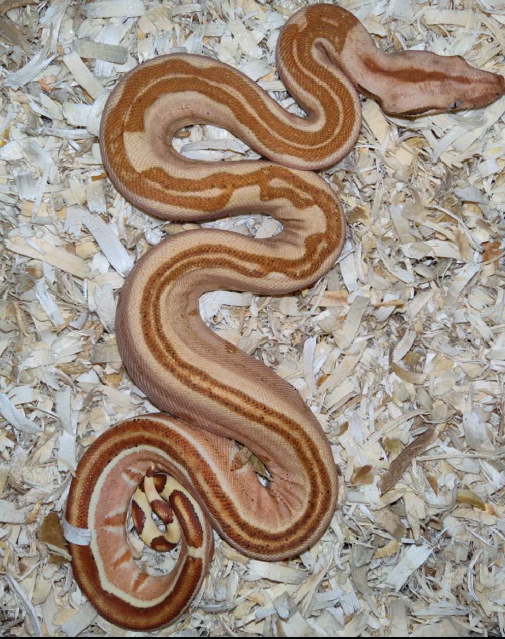 Hypo Labyrinth (Poss Super Hypo) Boa Constrictor by Snakes Anonymous ...