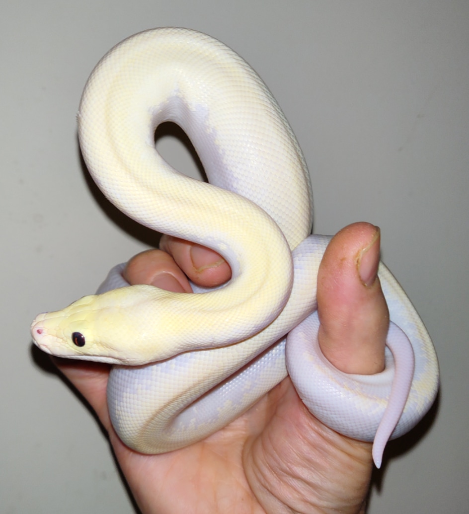 Ivory (Visual Or 100% Het Granite,66%albino) Burmese Python by Snakes ...