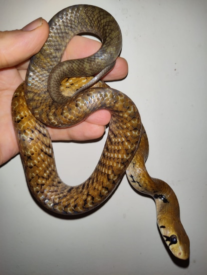 Gorgeous Unicolor Cribo & Indigo Snakes by Snakes Anonymous