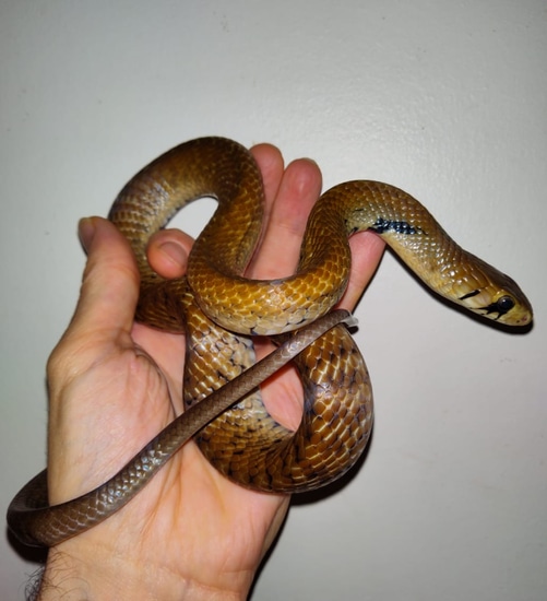 Gorgeous Unicolor Cribo & Indigo Snakes by Snakes Anonymous