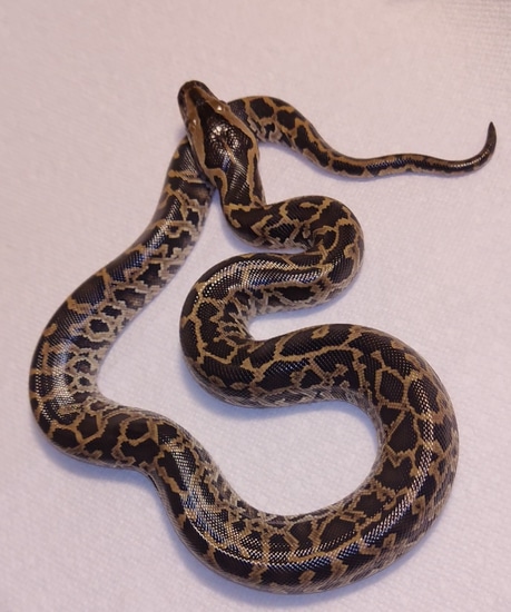 Normal (Jigsaw Pattern) Burmese Python by Snakes Anonymous