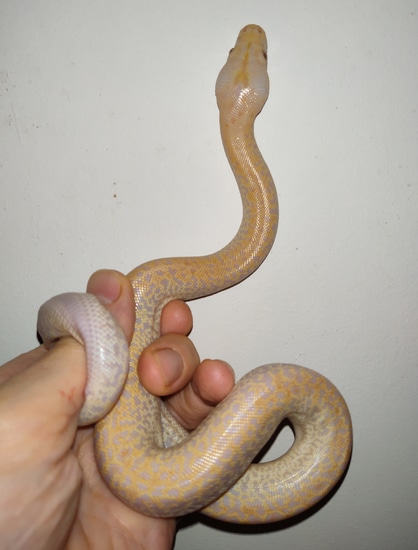 Pearl Granite Burmese Python by Snakes Anonymous