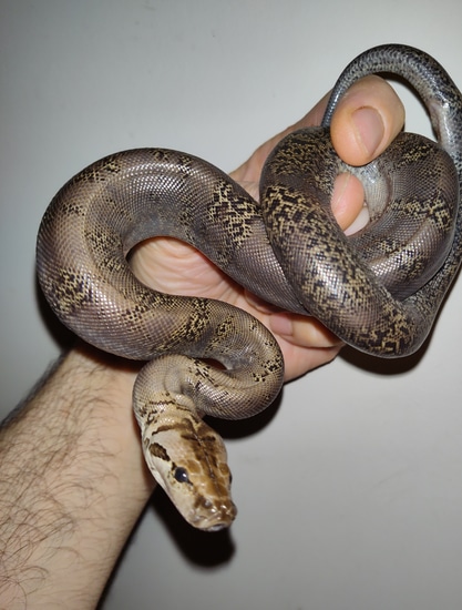 Reduced Granite Burmese Python by Snakes Anonymous