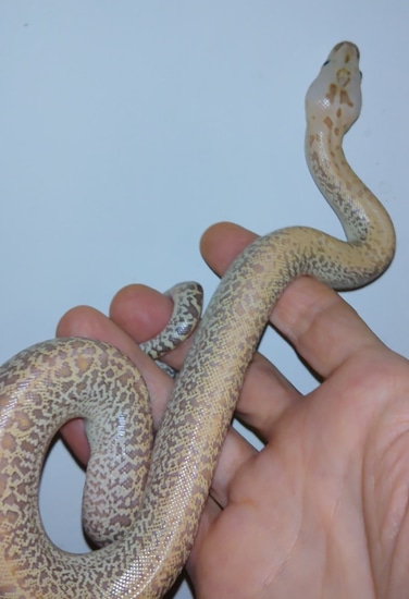 Hypo Granite Burmese Python by Snakes Anonymous