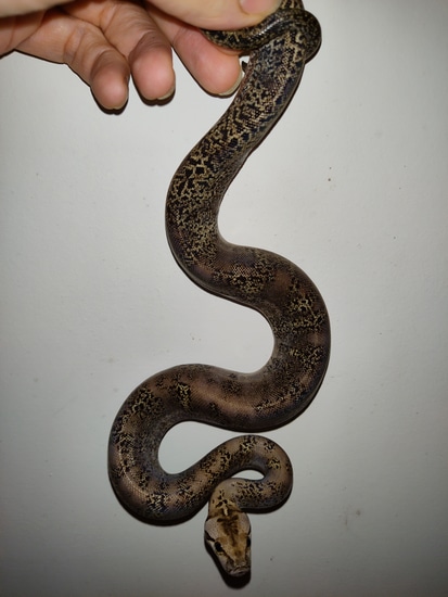 Reduced Granite 66% Caramel Burmese Python by Snakes Anonymous