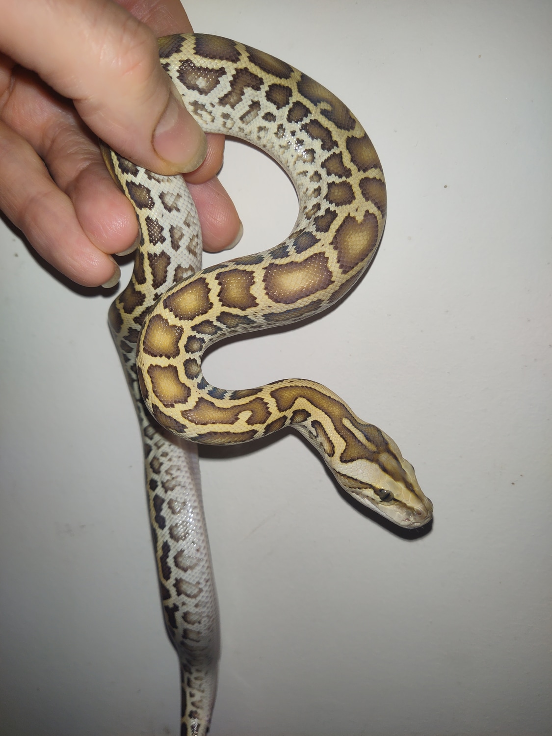 Hypo 100%Granite 66%Albino Burmese Python by Snakes Anonymous - MorphMarket
