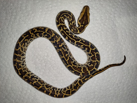 Normal (Jigsaw) Burmese Python by Snakes Anonymous