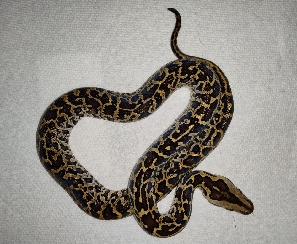 Normal (Jigsaw) Burmese Python by Snakes Anonymous - MorphMarket