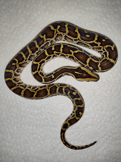 Normal Burmese Python by Snakes Anonymous
