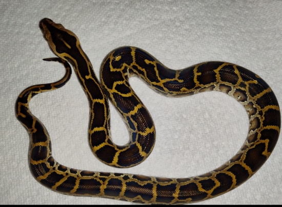 Normal Burmese Python by Snakes Anonymous