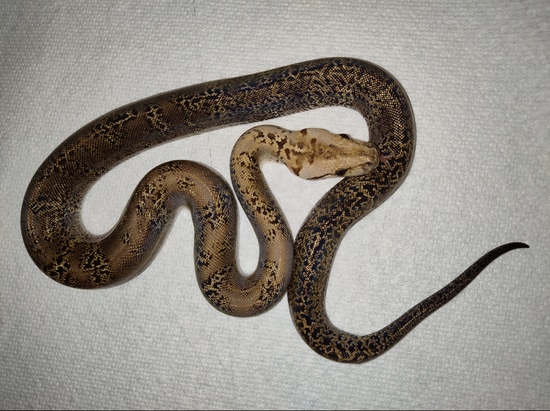 Reduced Granite Burmese Python by Snakes Anonymous