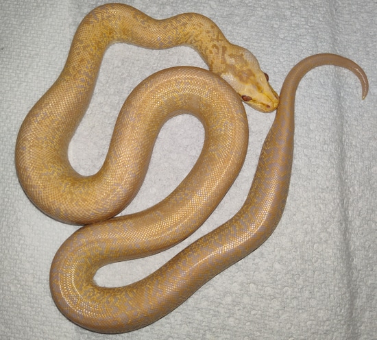 Caramel Granite Burmese Python by Snakes Anonymous