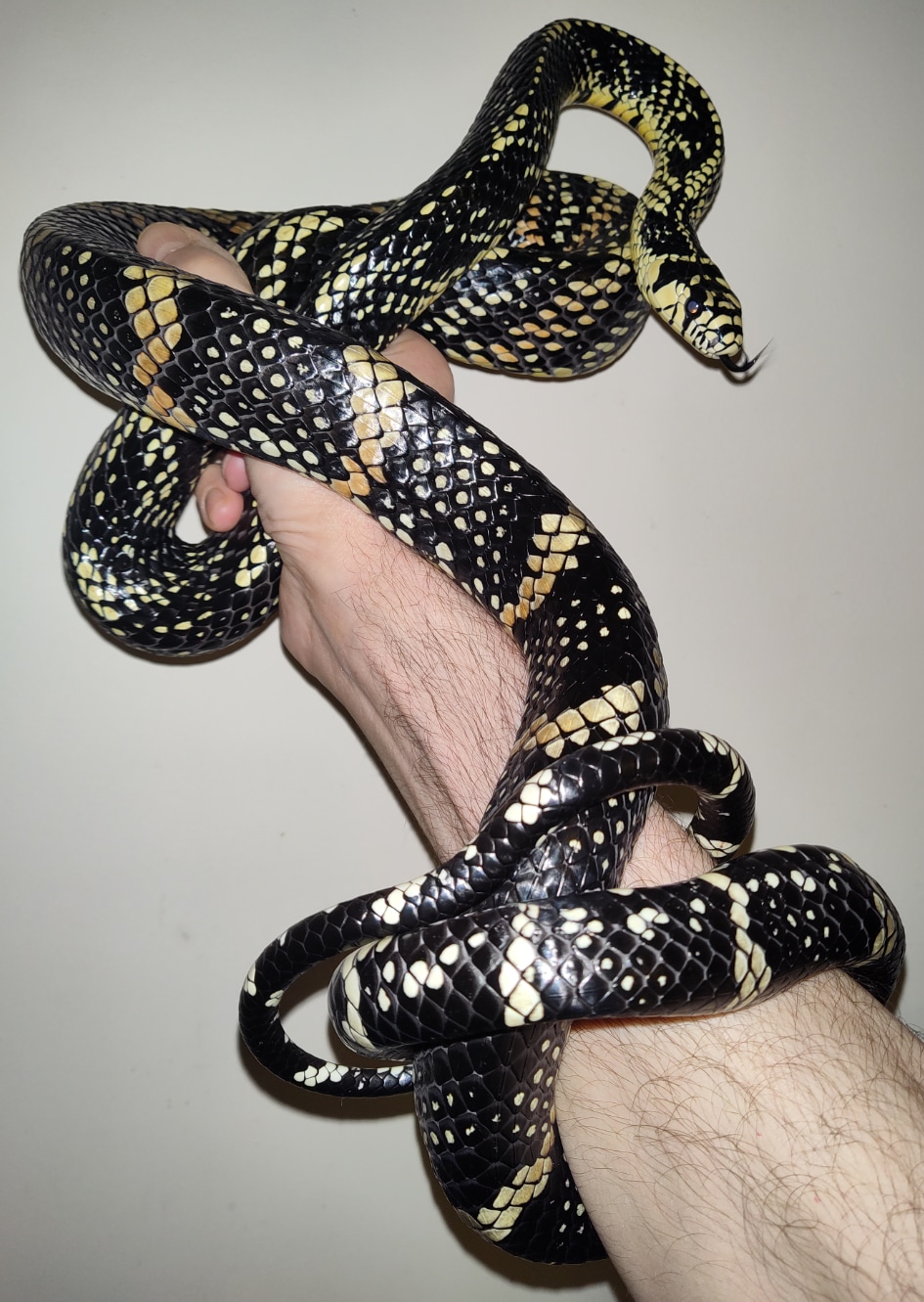 Spilotes Pullatus Mexicanus (Hi-yellow, Lots Of Red) More Colubrid by ...