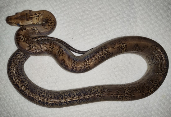Reduced Granite 66%Caramel Burmese Python by Snakes Anonymous