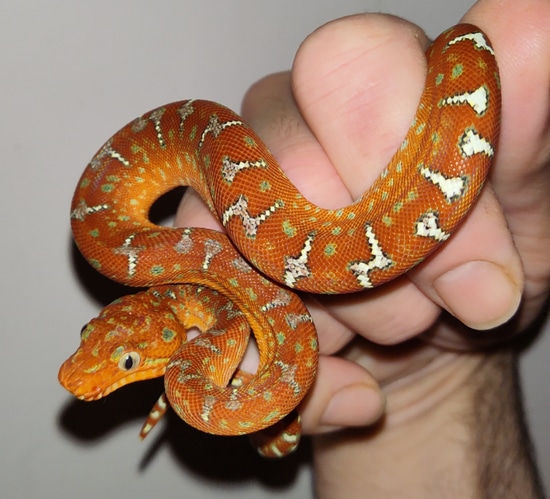Red Emerald Tree Boa Northern Emerald Tree Boa by Snakes Anonymous