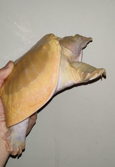 Albino Chinese Softshell Pair Softshell Turtle by Snakes Anonymous