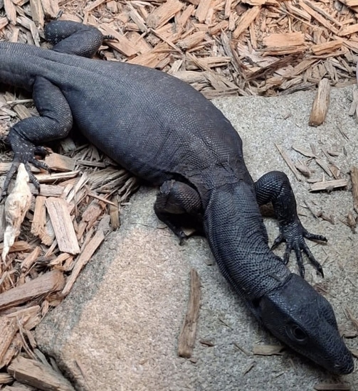 Black Dragon Water Monitor by Snakes Anonymous