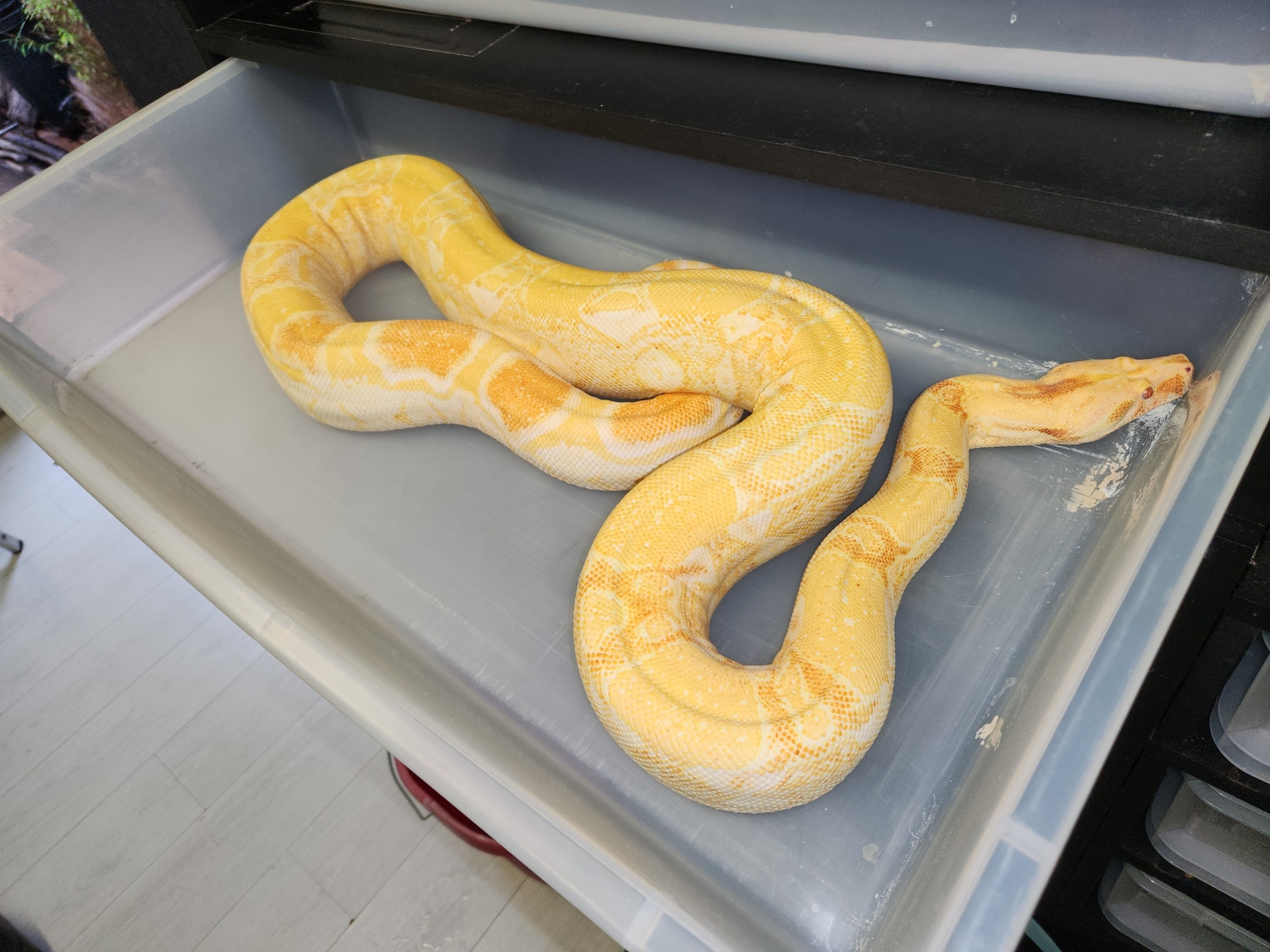 Sharp Albino Jungle 66% Het Anery Boa Constrictor by Mad about boas ...