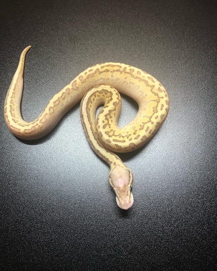 Pastel Pinstripe Lesser Ball Python by Squishy’s Reptiles