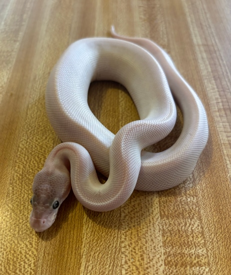 Blue-eyed Lucy Moj/moj Ball Python by Riverbend Pythons