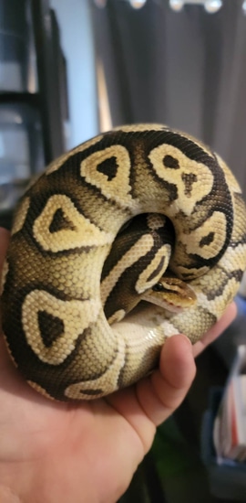 Phantom Het Hypo Ball Python by Exotic emporium