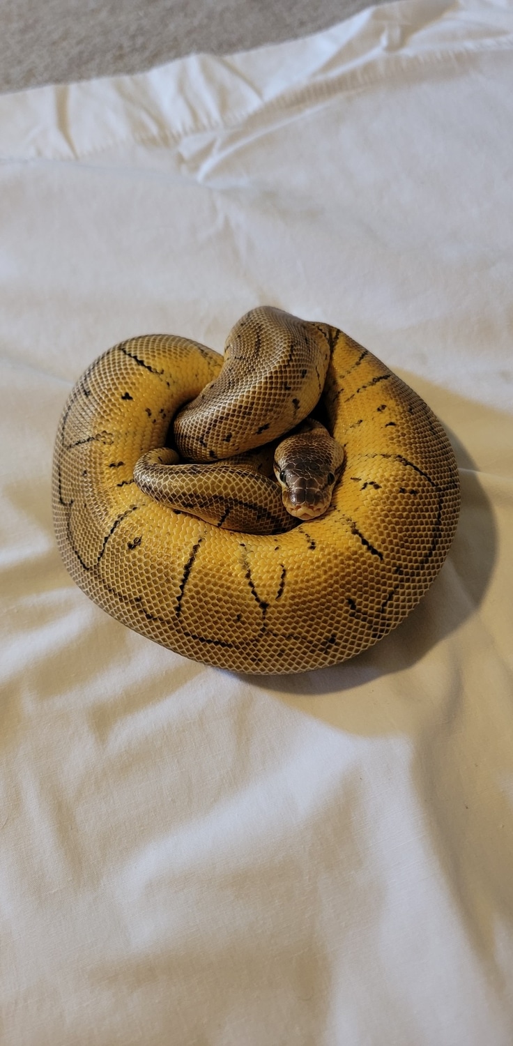 Lemonblast Het DG Ball Python by Exotic emporium - MorphMarket