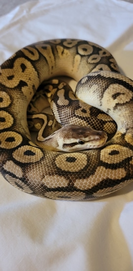 Super Pastel Mahogany *free Shipping* Ball Python by Exotic emporium
